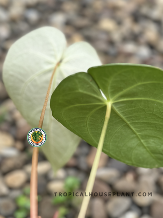 Anthurium Magnificum Verde – Tropical Houseplant