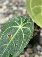 Anthurium Magnificum Verde – Tropical Houseplant