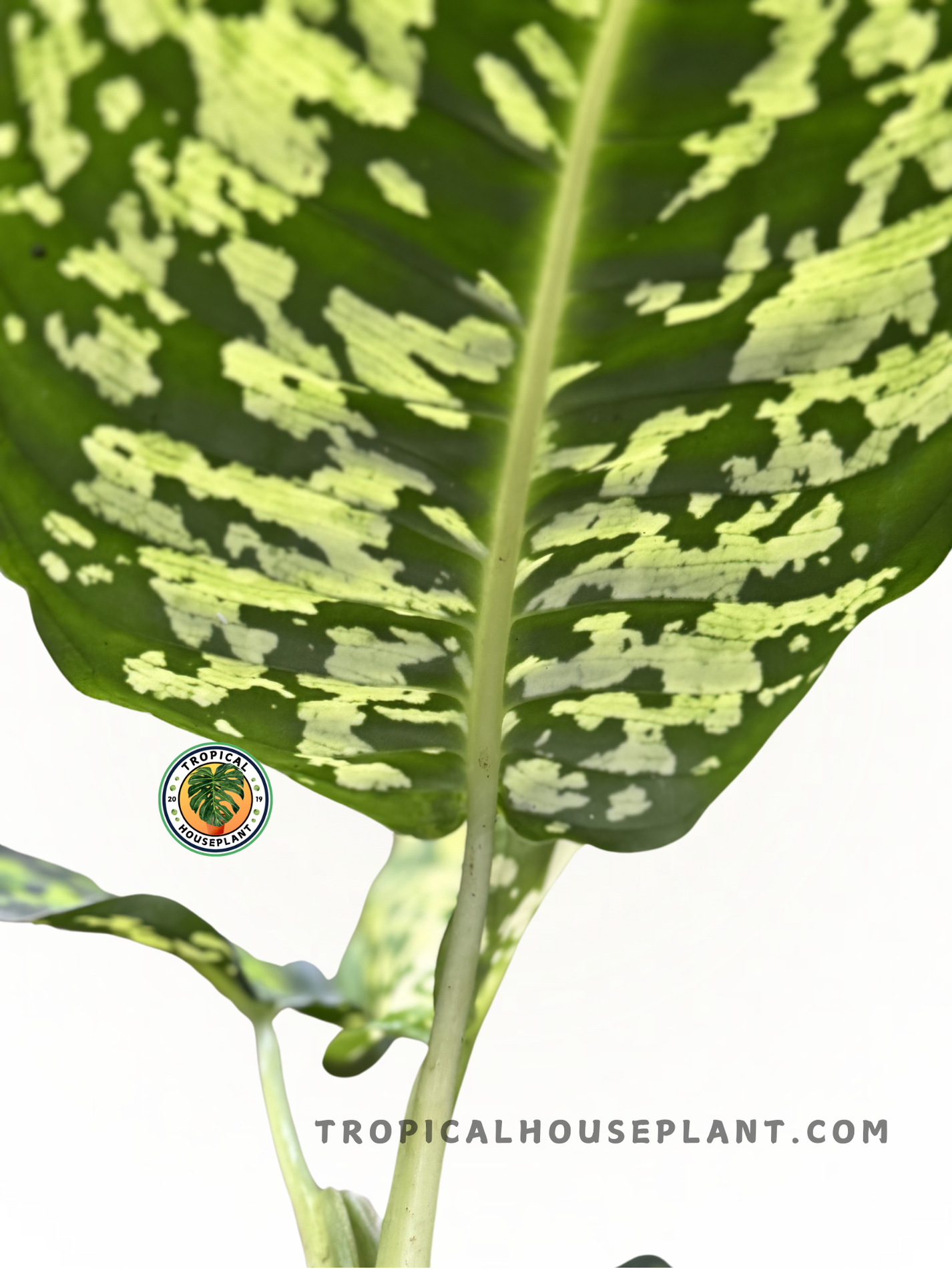 Dieffenbachia Reflector – Tropical Houseplant