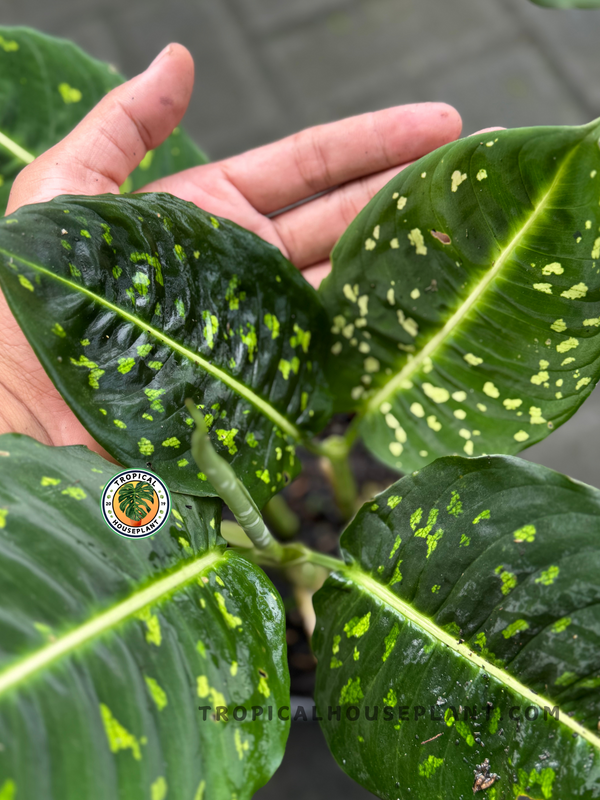 Dieffenbachia Reflector – Tropical Houseplant