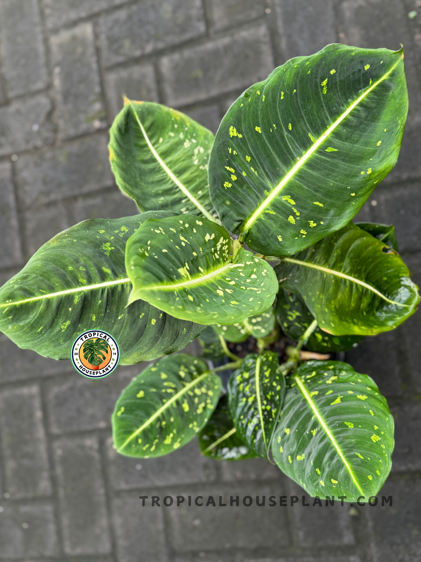 Dieffenbachia Reflector – Tropical Houseplant