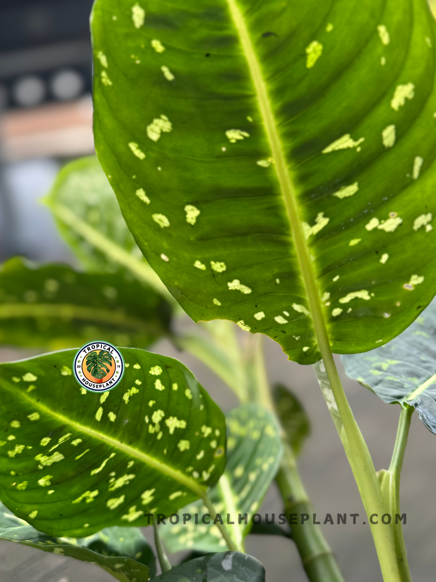 Dieffenbachia Reflector – Tropical Houseplant