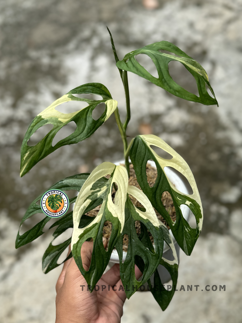Monstera Adansonii Giant Albo Variegated – Tropical Houseplant