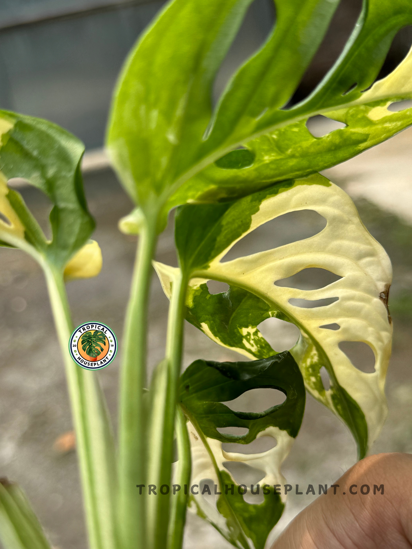 Monstera Adansonii Japan Albo Variegated – Tropical Houseplant