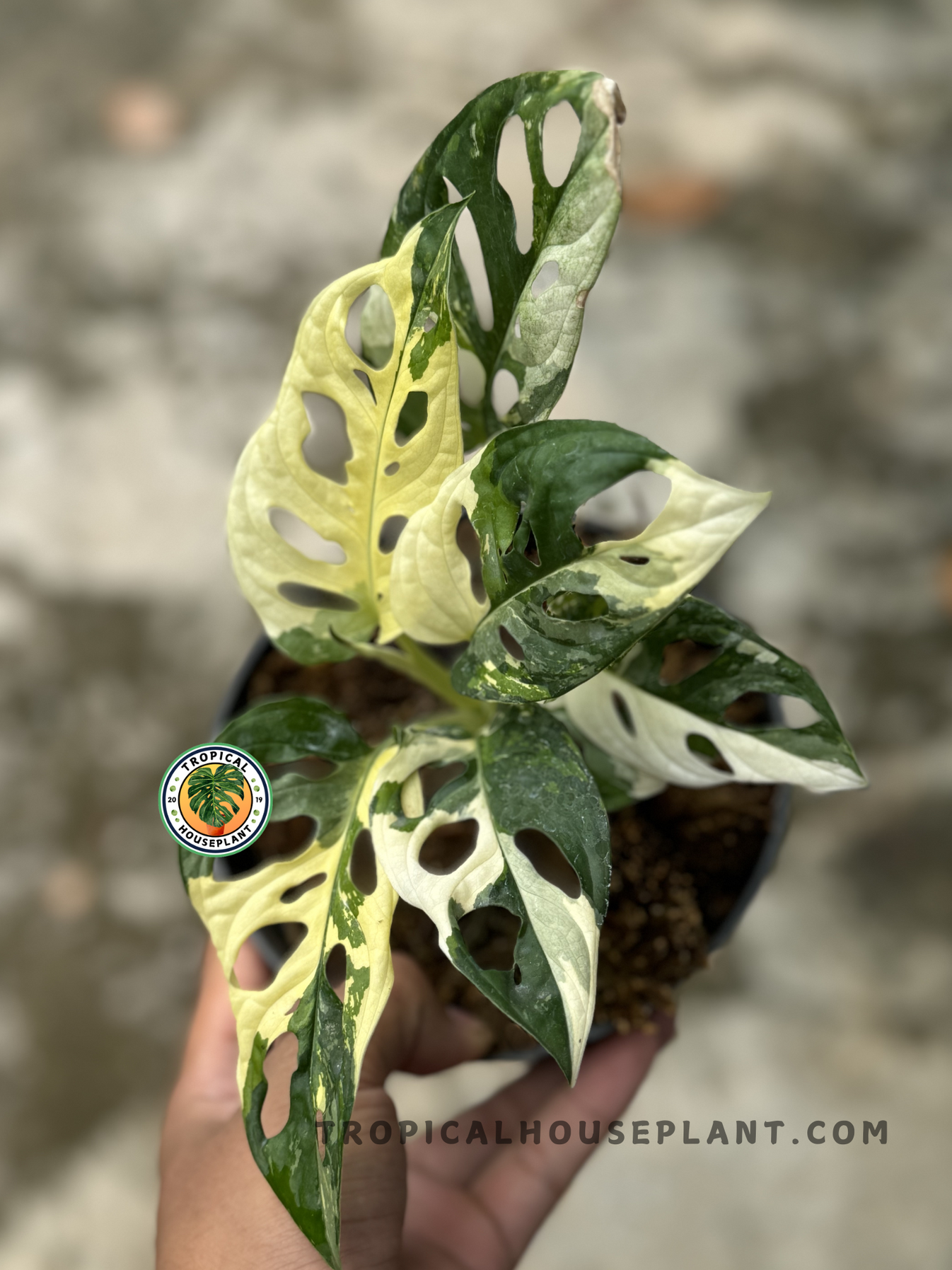 Monstera Adansonii Japan Albo Variegated – Tropical Houseplant